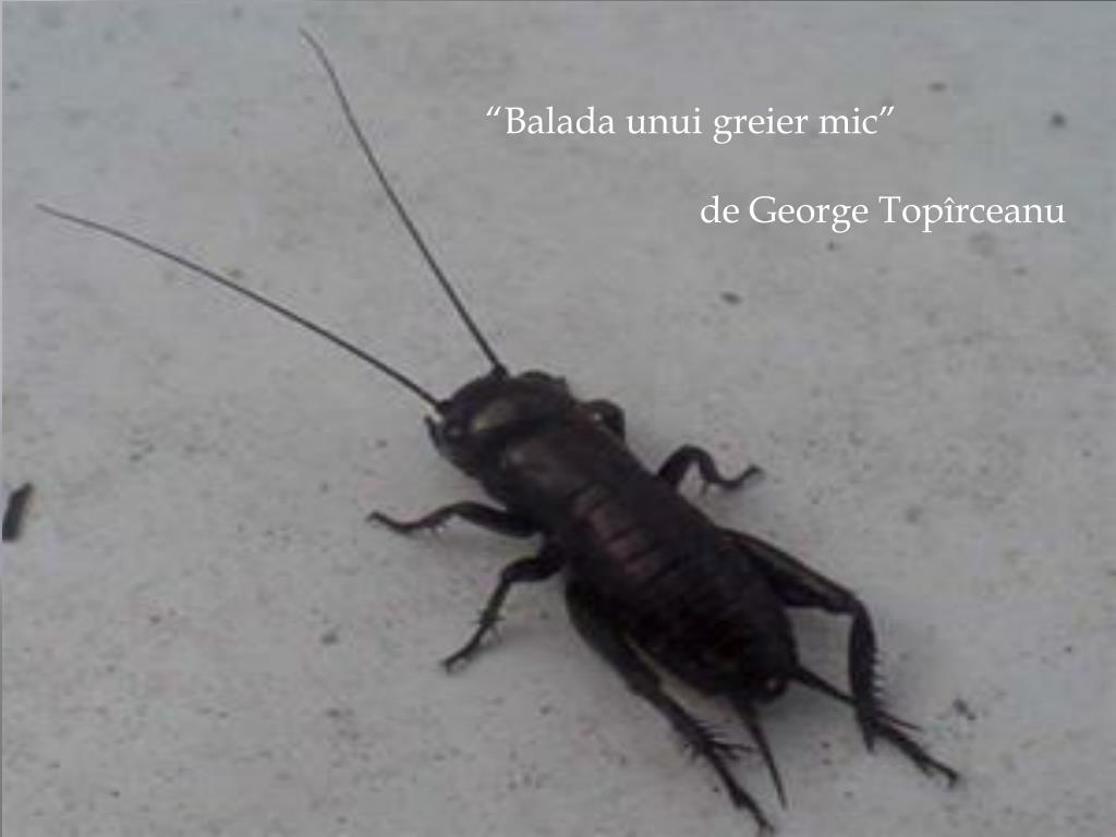 PPT - “ Balada unui greier mic ” de George Top î rceanu PowerPoint ...