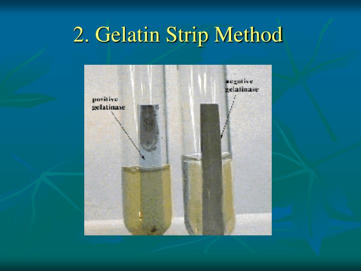 PPT - GELATIN LIQUEFACTION TEST PowerPoint Presentation - ID:3930948