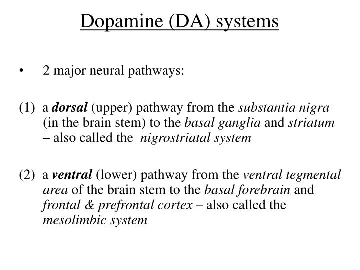 PPT - Lecture 4 - Dopamine PowerPoint Presentation - ID:3931175