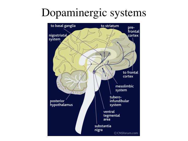 PPT - Lecture 4 - Dopamine PowerPoint Presentation - ID:3931175