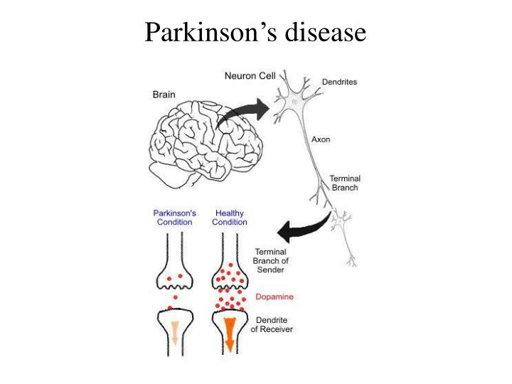 PPT - Lecture 4 - Dopamine PowerPoint Presentation - ID:3931175