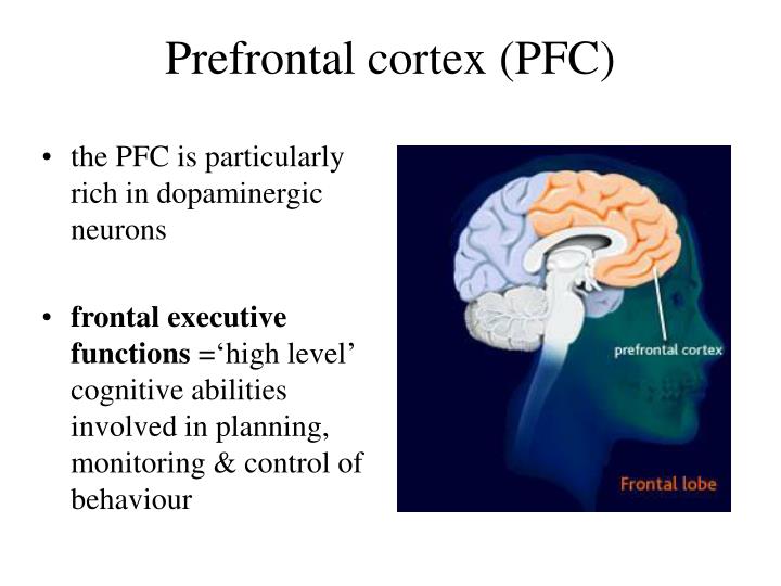PPT - Lecture 4 - Dopamine PowerPoint Presentation - ID:3931175