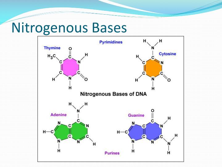 PPT - The History of DNA Structure Discovery PowerPoint Presentation ...