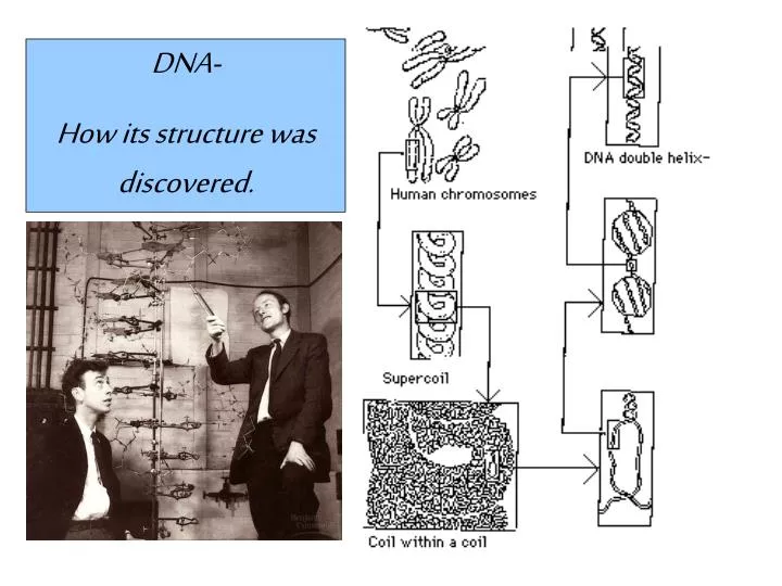 PPT - DNA- How its structure was discovered. PowerPoint Presentation ...