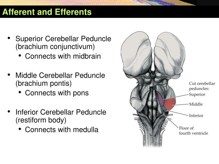 PPT - Cerebellum (Latin for Little Brain ) PowerPoint Presentation - ID ...