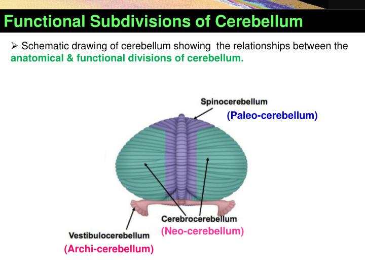 PPT - Cerebellum (Latin for Little Brain ) PowerPoint Presentation - ID ...