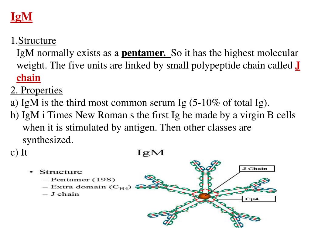PPT - Antibodies ( Immunglobulins ( Igs ) A- Definition: PowerPoint ...