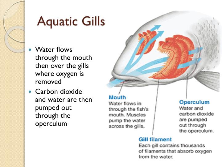PPT - Comparative Anatomy: Animal Body Systems: RESPIRATORY SYSTEM ...