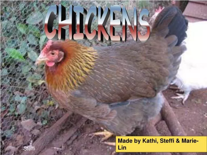 PPT - CHICKENS PowerPoint Presentation, free download - ID:3934457