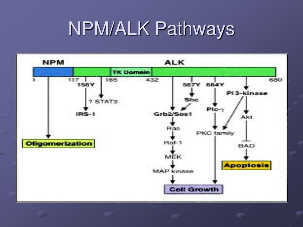 PPT - The Role of Alk in Anaplastic Large-cell Lymphoma (ALCL ...