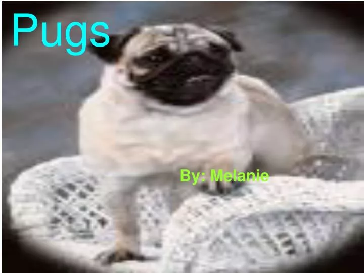PPT - Pugs PowerPoint Presentation, free download - ID:3937262