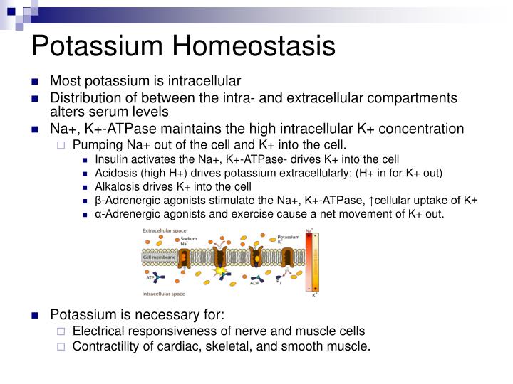 PPT - Electrolyte Abnormalities in the Hospitalized Patient PowerPoint ...