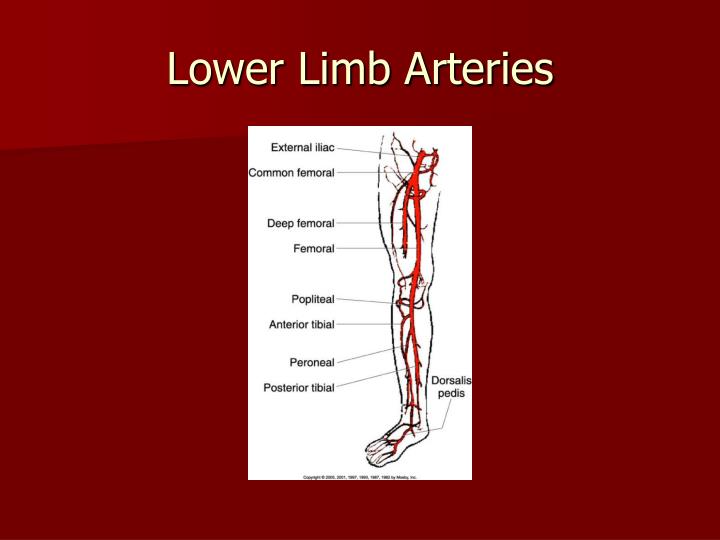 PPT - Angiography and Arteriography PowerPoint Presentation - ID:3938301