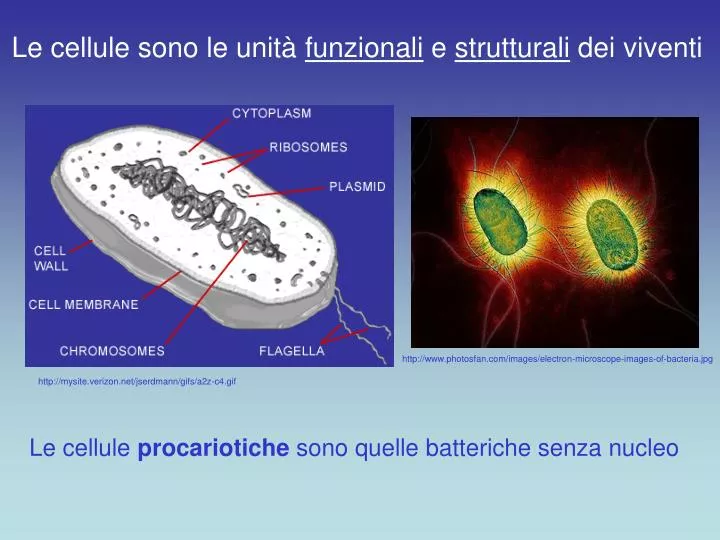 PPT - Le cellule sono le unità funzionali e strutturali dei viventi ...