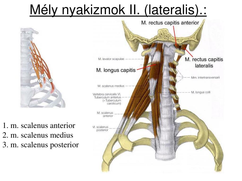 PPT - Dr. Vereczki Viktória Semmelweis Egyetem Anatómiai, Szövet- és ...