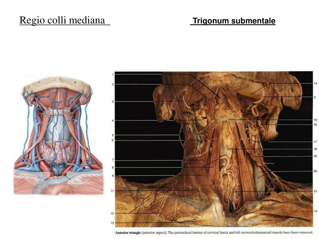 PPT - Dr. Vereczki Viktória Semmelweis Egyetem Anatómiai, Szövet- és ...