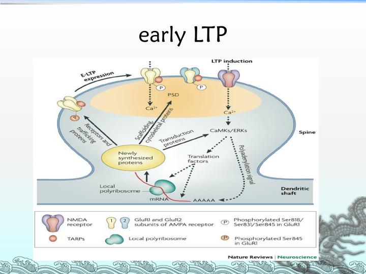 PPT - 生物主題報告 PowerPoint Presentation - ID:3941756