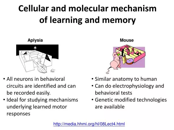 PPT - Cellular and molecular mechanism of learning and memory PowerPoint Presentation - ID:3941807