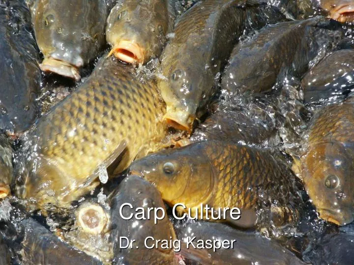 PPT - Carp Culture PowerPoint Presentation, free download - ID:3941815