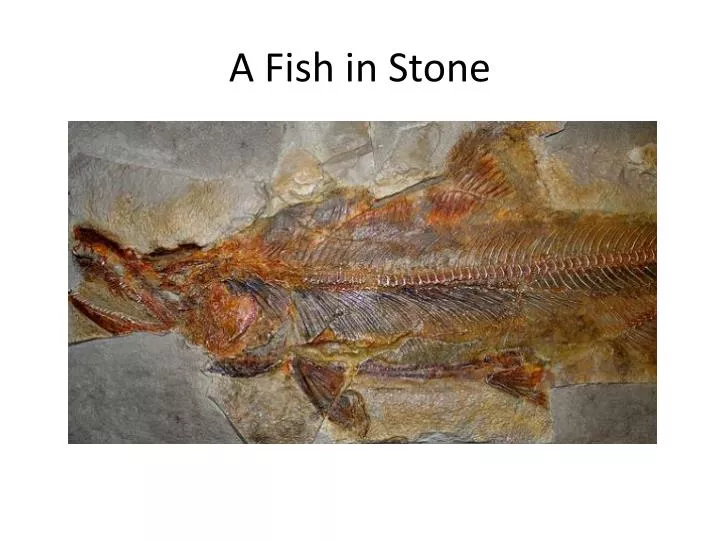 PPT - A Fish in Stone PowerPoint Presentation, free download - ID:3941830