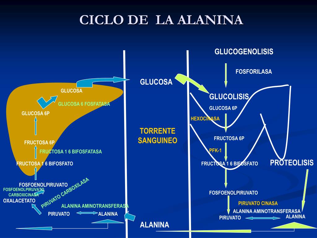PPT - METABOLISMO INTERMEDIO DE CARBOHIDRATOS PowerPoint Presentation ...