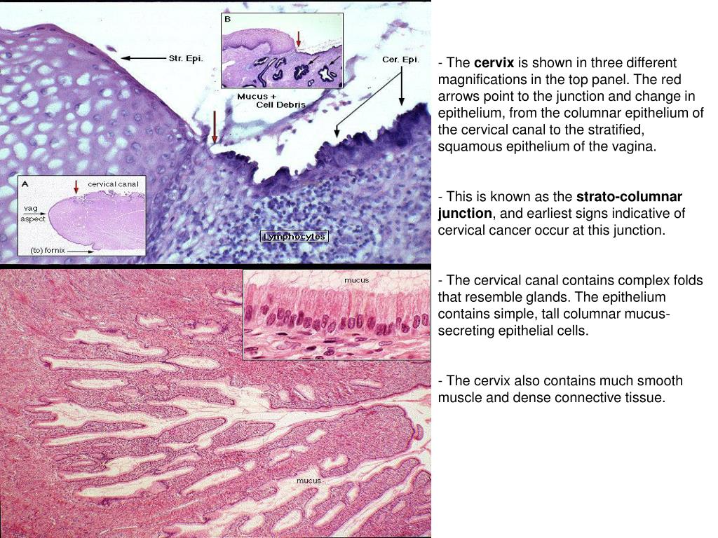 PPT - Female Reproductive System Anatomy-Histology Correlate PowerPoint ...