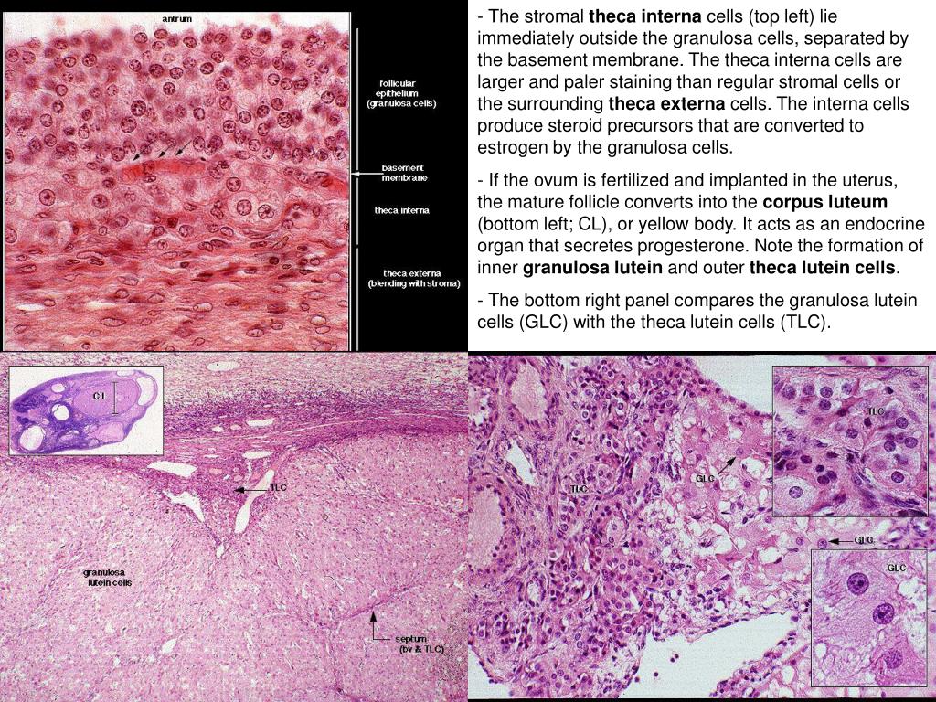PPT - Female Reproductive System Anatomy-Histology Correlate PowerPoint ...