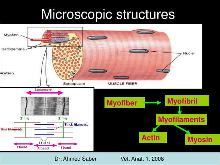 PPT - PRINICIPLES OF MYOLOGY PowerPoint Presentation - ID:3943076