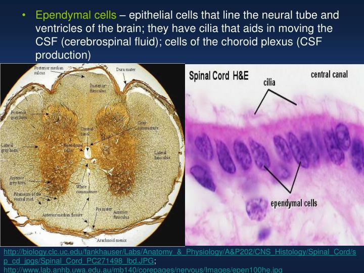PPT - Nervous System PowerPoint Presentation - ID:3943679