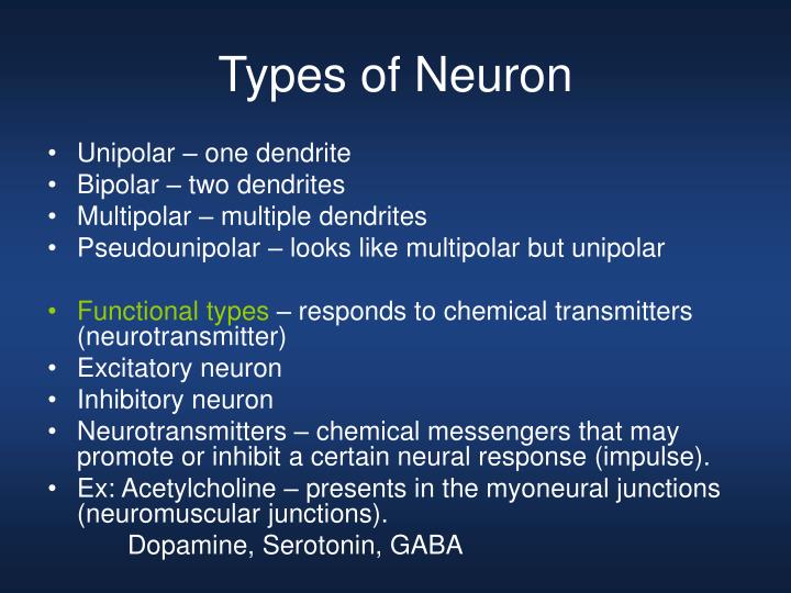 PPT - Nervous System PowerPoint Presentation - ID:3943679