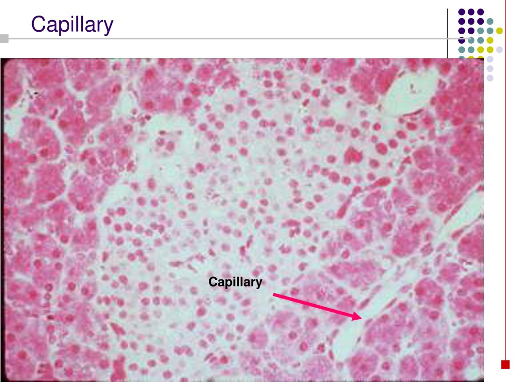 PPT - Heart & Blood Vessels Histology By Dr. Nabil, Khouri PowerPoint ...