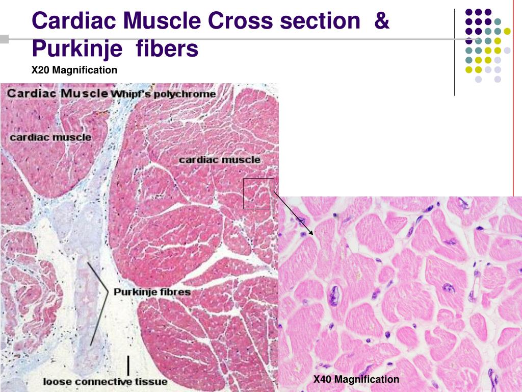 Cardiac Muscle Histology