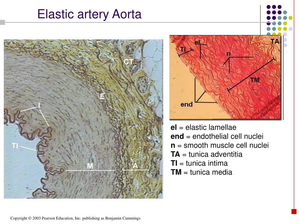 PPT - Heart & Blood Vessels Histology By Dr. Nabil, Khouri PowerPoint ...
