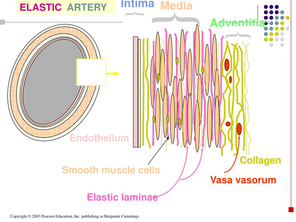 PPT - Heart & Blood Vessels Histology By Dr. Nabil, Khouri PowerPoint ...