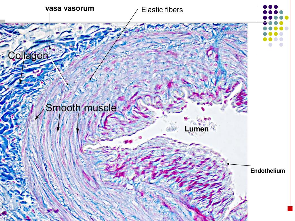 PPT - Heart & Blood Vessels Histology By Dr. Nabil, Khouri PowerPoint ...
