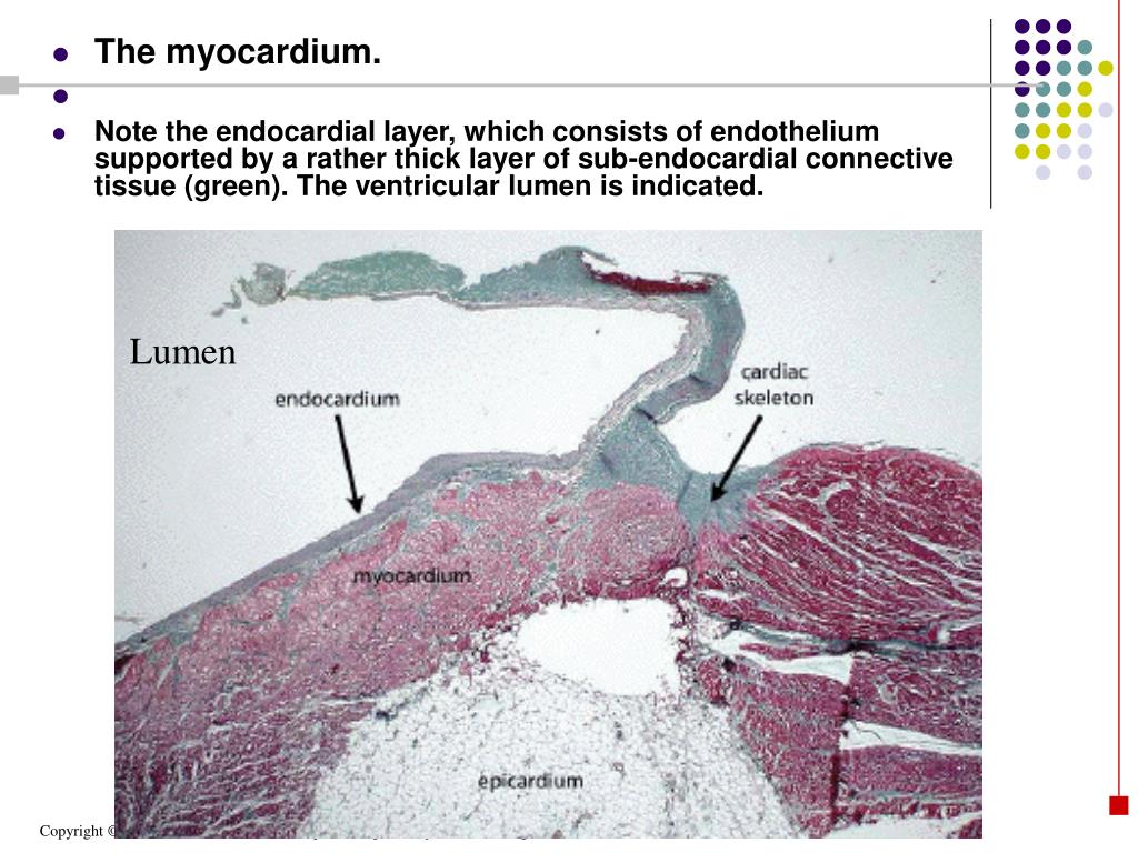 PPT - Heart & Blood Vessels Histology By Dr. Nabil, Khouri PowerPoint ...