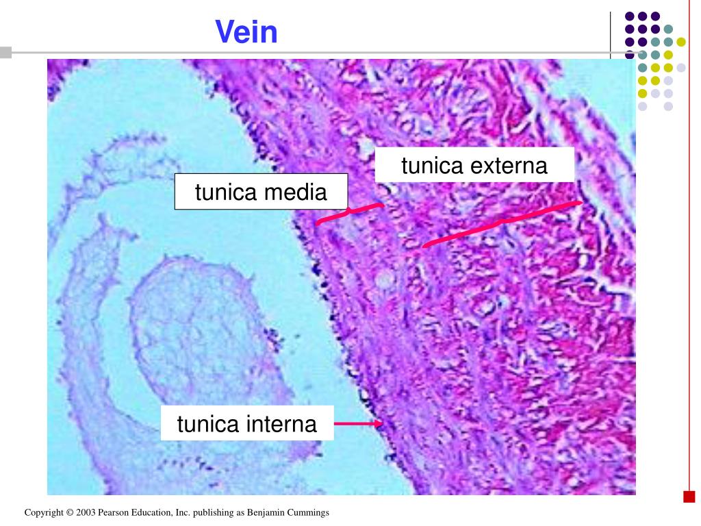 PPT - Heart & Blood Vessels Histology By Dr. Nabil, Khouri PowerPoint ...