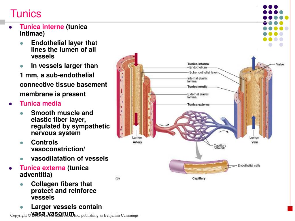PPT - Heart & Blood Vessels Histology By Dr. Nabil, Khouri PowerPoint ...