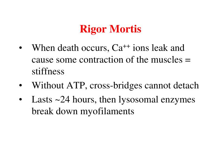 PPT - Muscle Tissue Cont. Physiology Chapter 10 PowerPoint Presentation ...