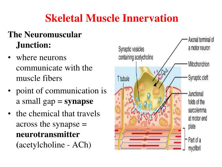 PPT - Muscle Tissue Cont. Physiology Chapter 10 PowerPoint Presentation ...