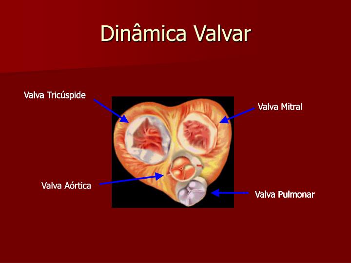 PPT - Anatomia das Valvas Cardíacas PowerPoint Presentation - ID:3944214