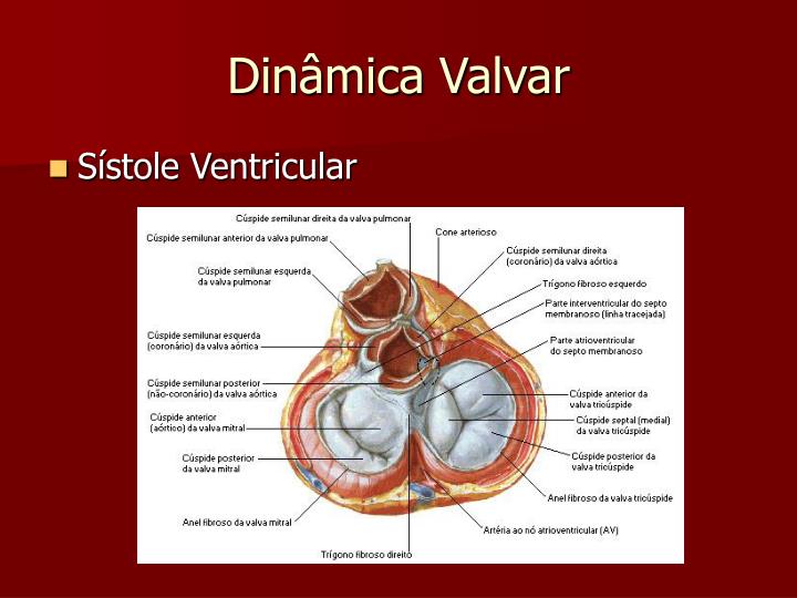 PPT - Anatomia das Valvas Cardíacas PowerPoint Presentation - ID:3944214