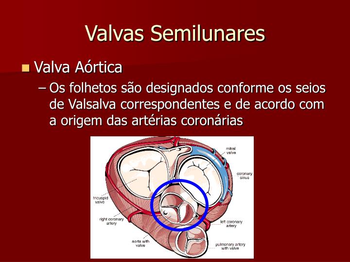 PPT - Anatomia das Valvas Cardíacas PowerPoint Presentation - ID:3944214