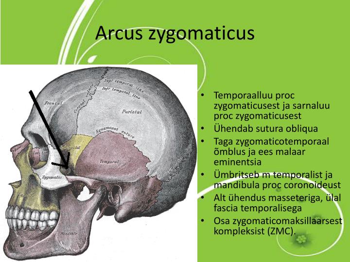 Zygomatic Arch Arcus Zygomaticus Kenhub