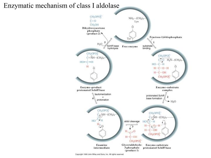 PPT - Chapter 17 Glycolysis PowerPoint Presentation - ID:3944696