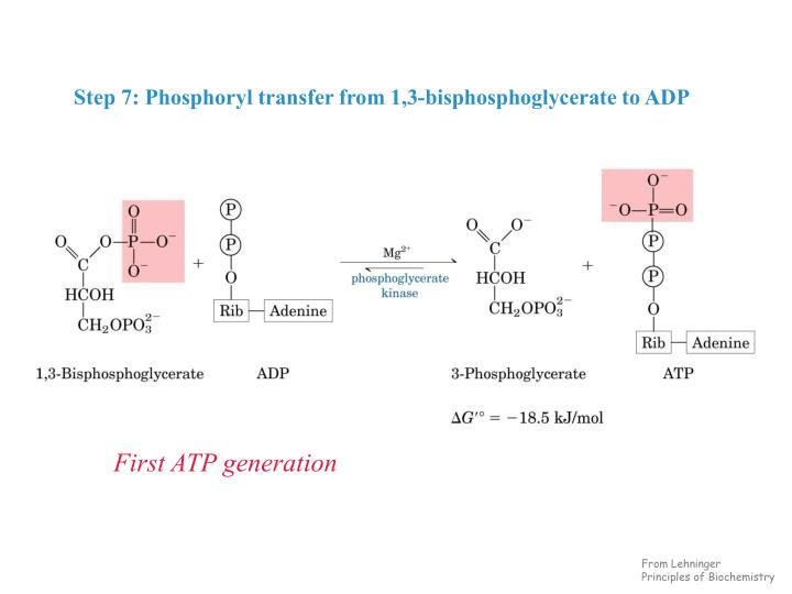 PPT - Chapter 17 Glycolysis PowerPoint Presentation - ID:3944696