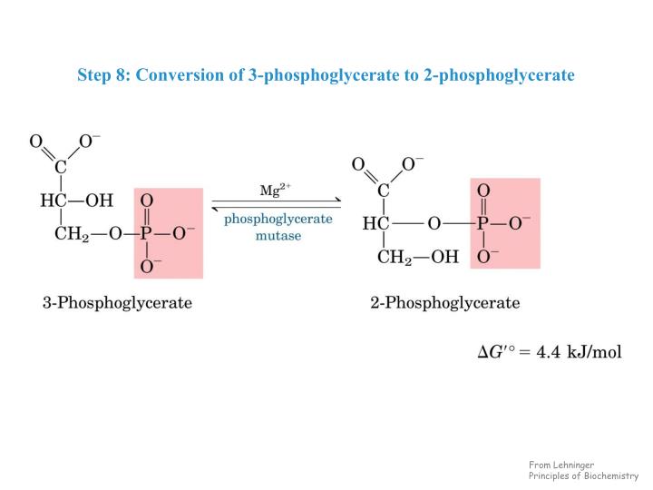 PPT - Chapter 17 Glycolysis PowerPoint Presentation - ID:3944696