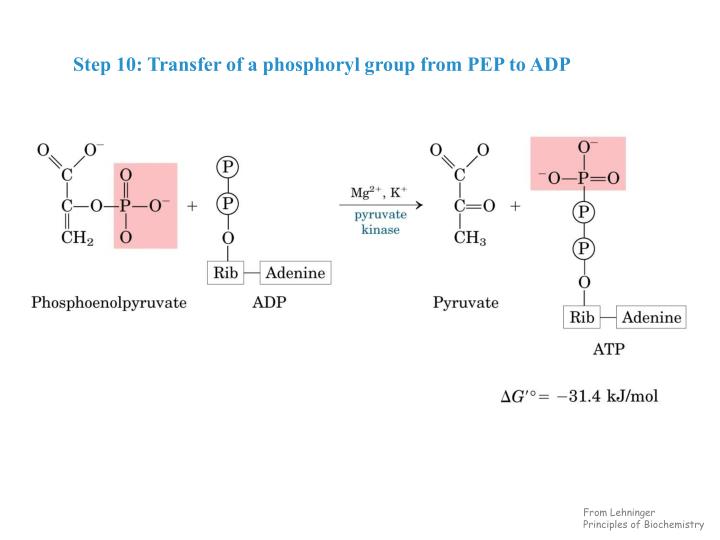 PPT - Chapter 17 Glycolysis PowerPoint Presentation - ID:3944696