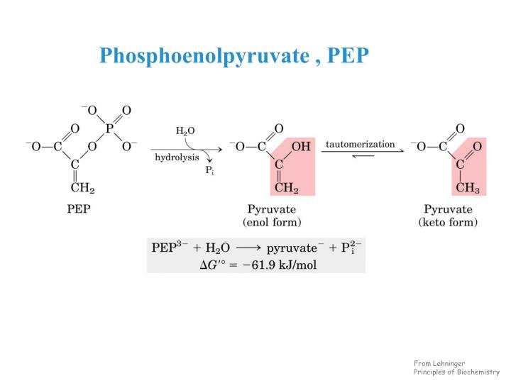 PPT - Chapter 17 Glycolysis PowerPoint Presentation - ID:3944696