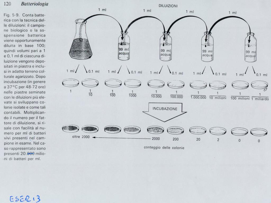 Ppt Facoltà Di Farmacia Laboratorio Di Microbiologia Powerpoint